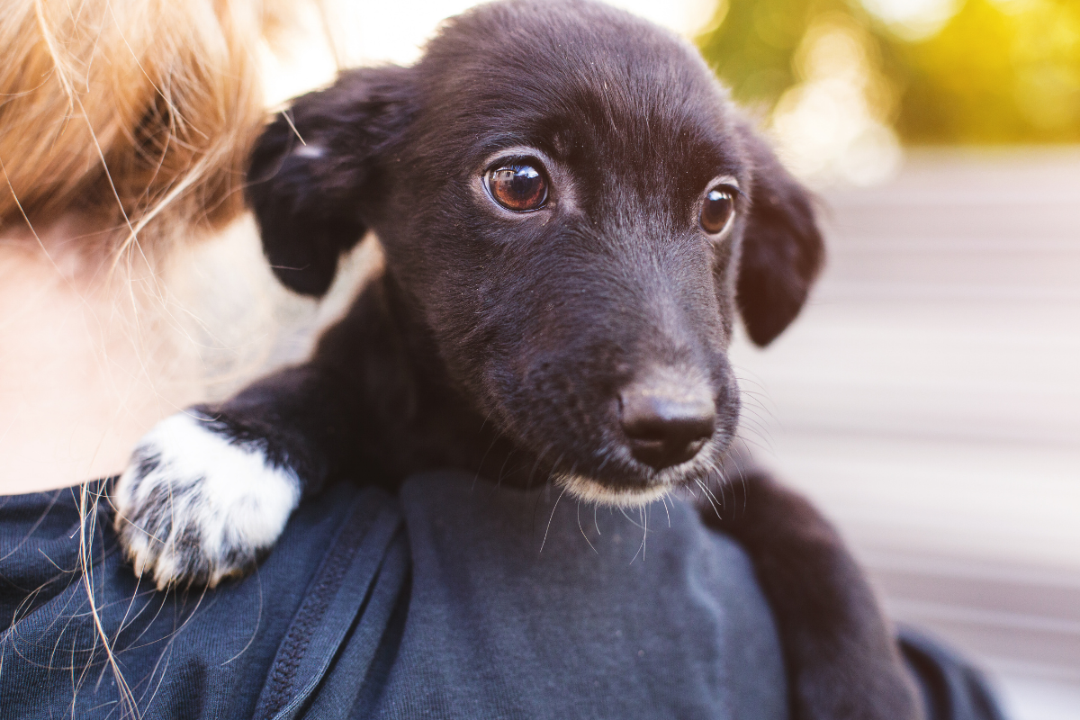 4 Benefits of Fostering a Pet - Lake Wylie Pet Resort