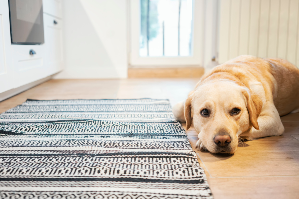 Home Alone: Tips to Keep Your Pet Safe - Lake Wylie Pet Resort