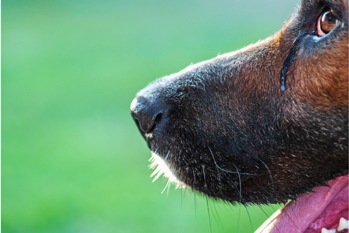 Managing Tear Stains in Dogs - Lake Wylie Pet Resort